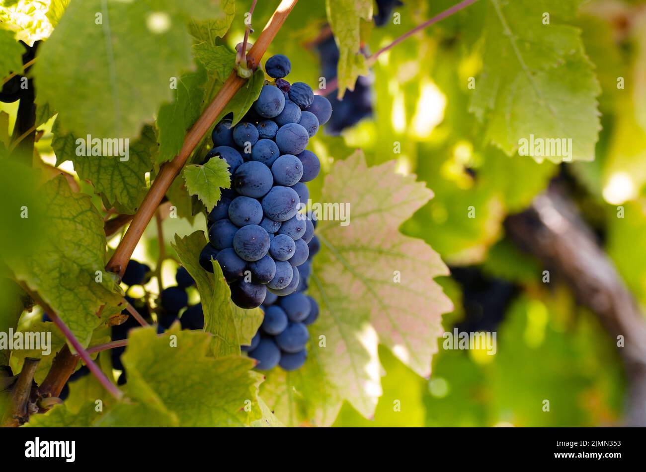 Blue grape hi-res stock photography and images - Alamy