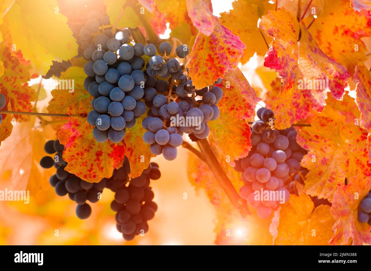 Blue grape cluster on vine closeup photo Stock Photo - Alamy