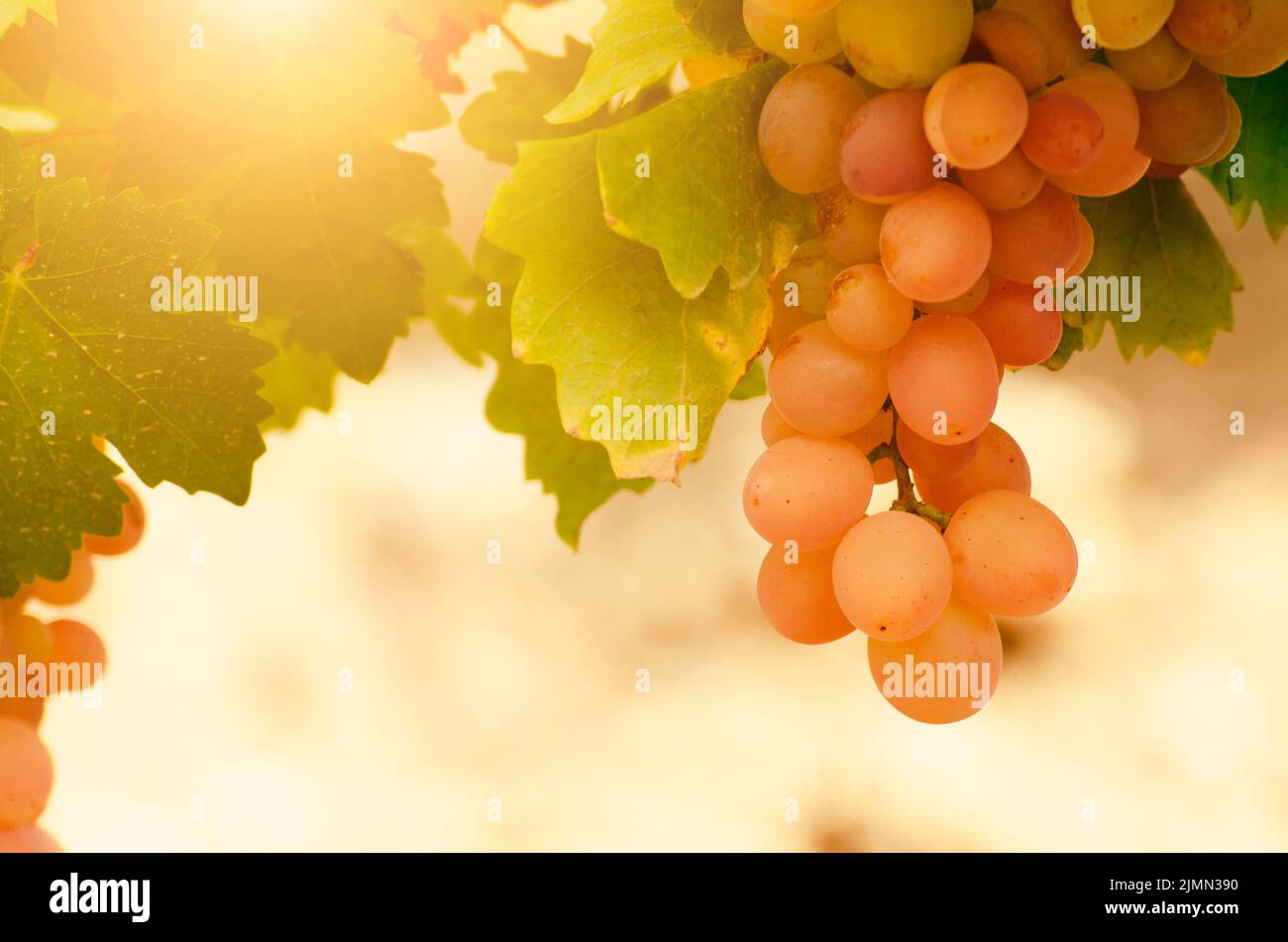 Green grapes on vine over grape leaves bright background Stock Photo ...
