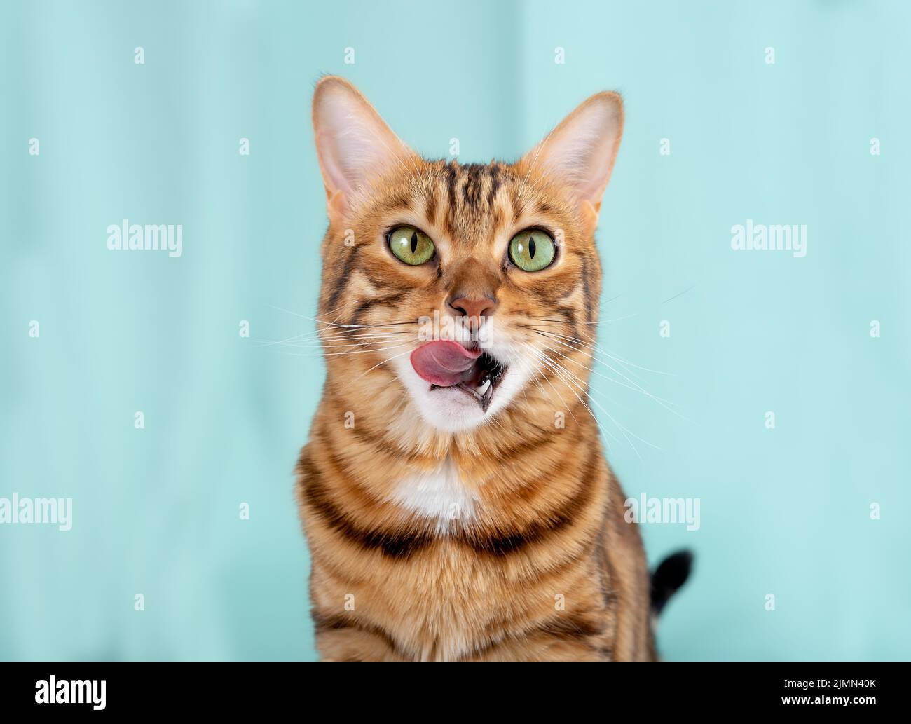 Bengal cat close-up licks lips after eating Stock Photo - Alamy