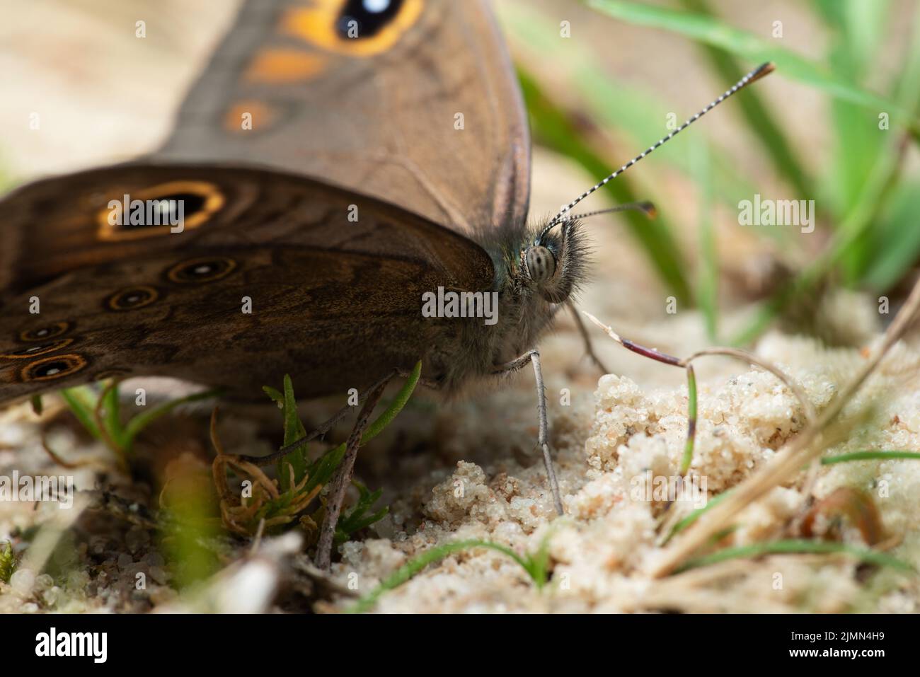 Butterfly large wall brown Stock Photo - Alamy