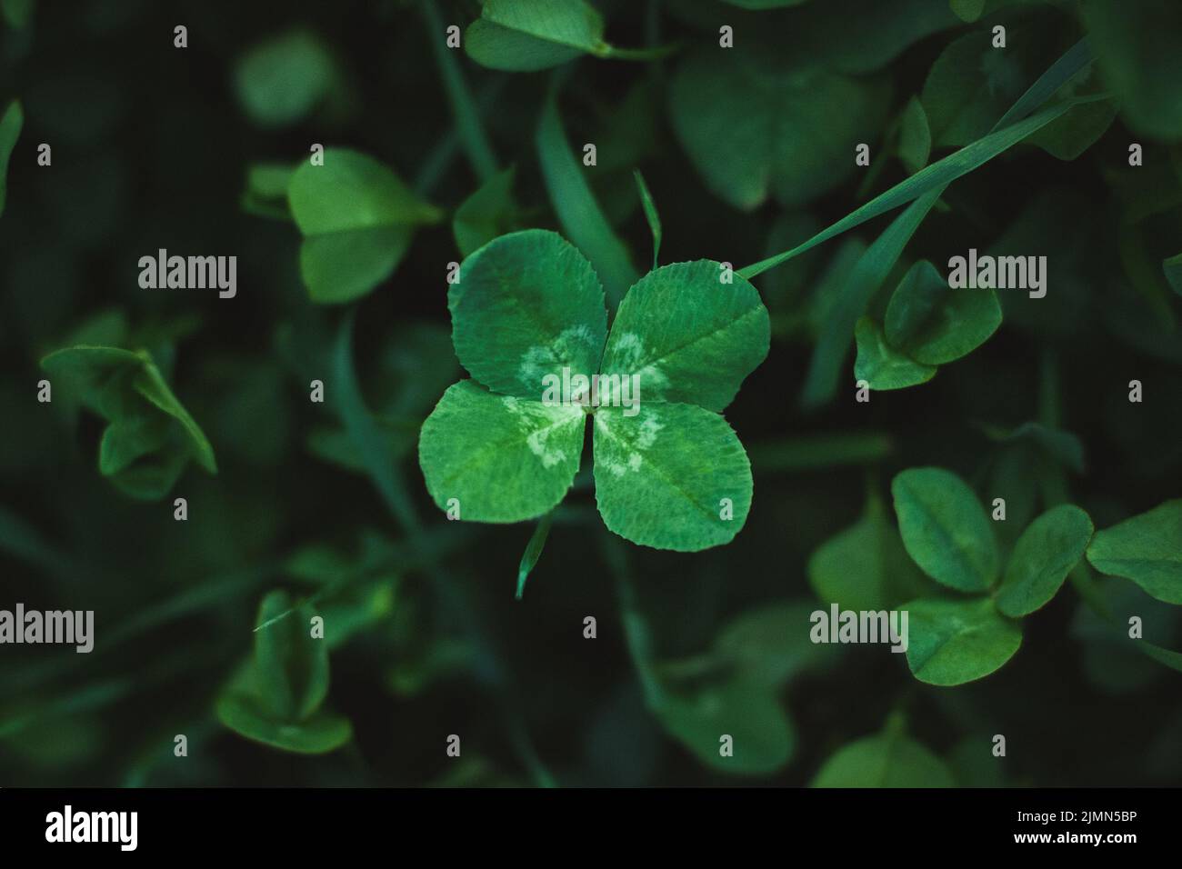 Four-leaf clover on shamrock meadow, overhead view, dark green grass ...