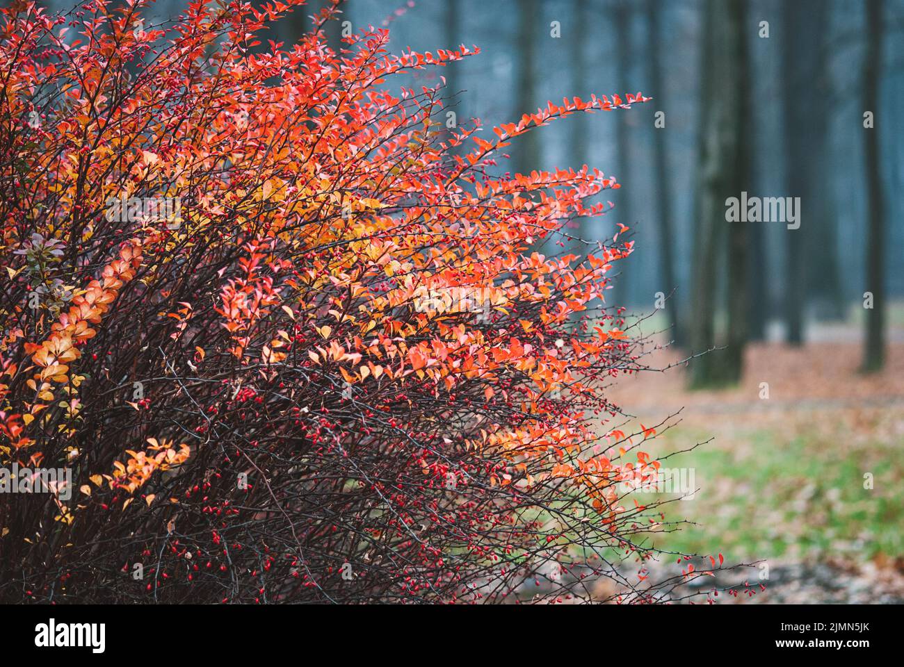 Japanese barberry bush in autumn city park against trees in misty ...