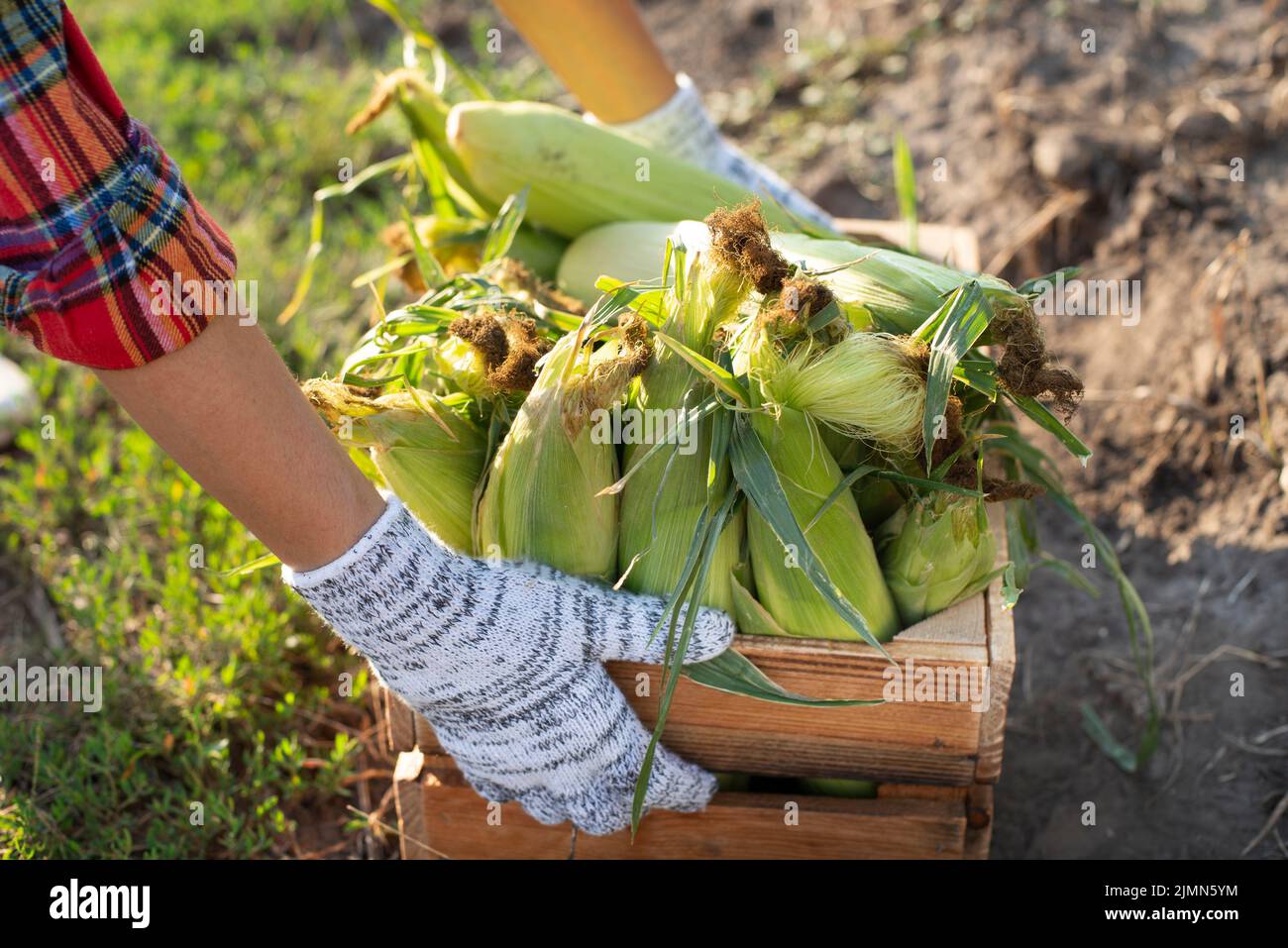 Farmer filling wooden crate with corn cobs at maize field sunny day ...