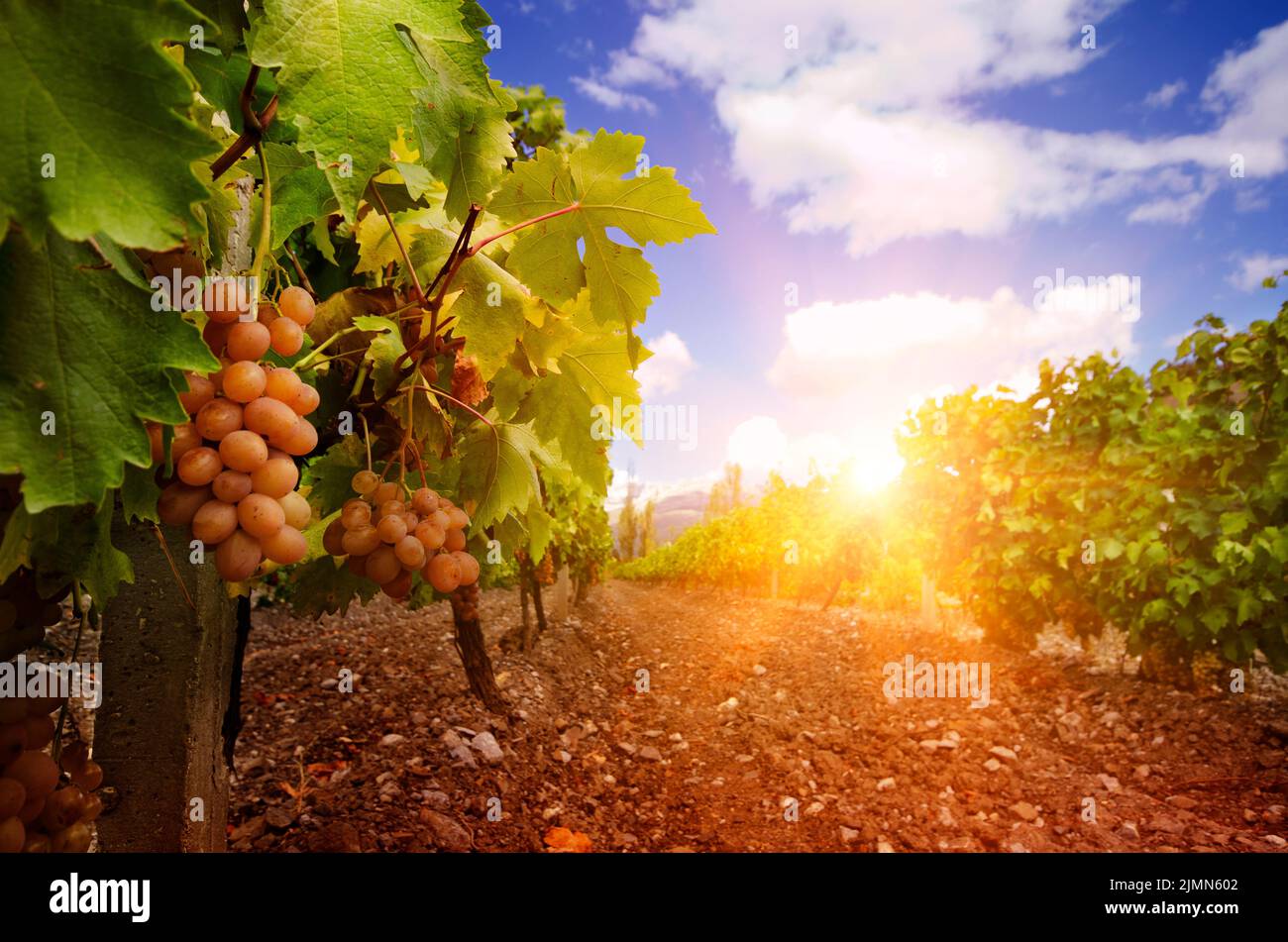 Green vine rows with grape clusters mountain landscape Stock Photo - Alamy