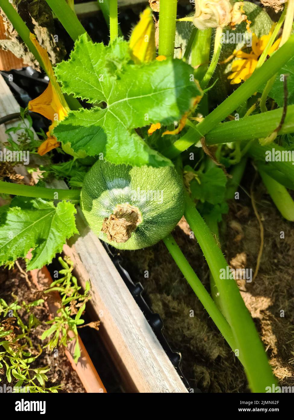 A courgette plant with a large courgette on it Stock Photo - Alamy