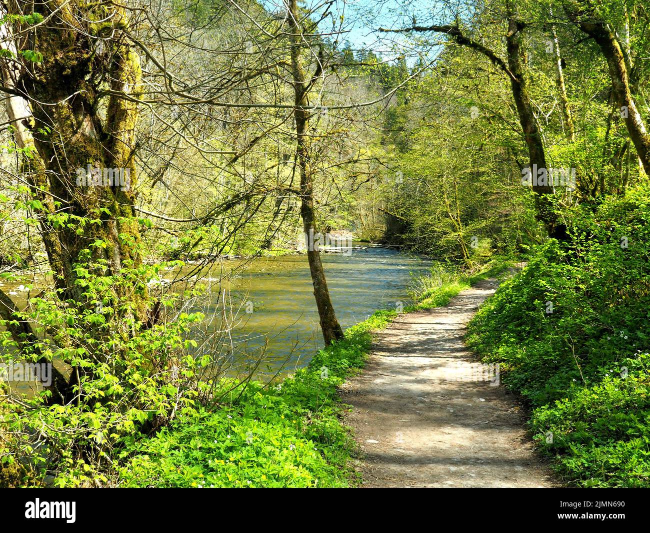 Spring path in the Wutach Gorge, Germany, Black forest Stock Photo - Alamy