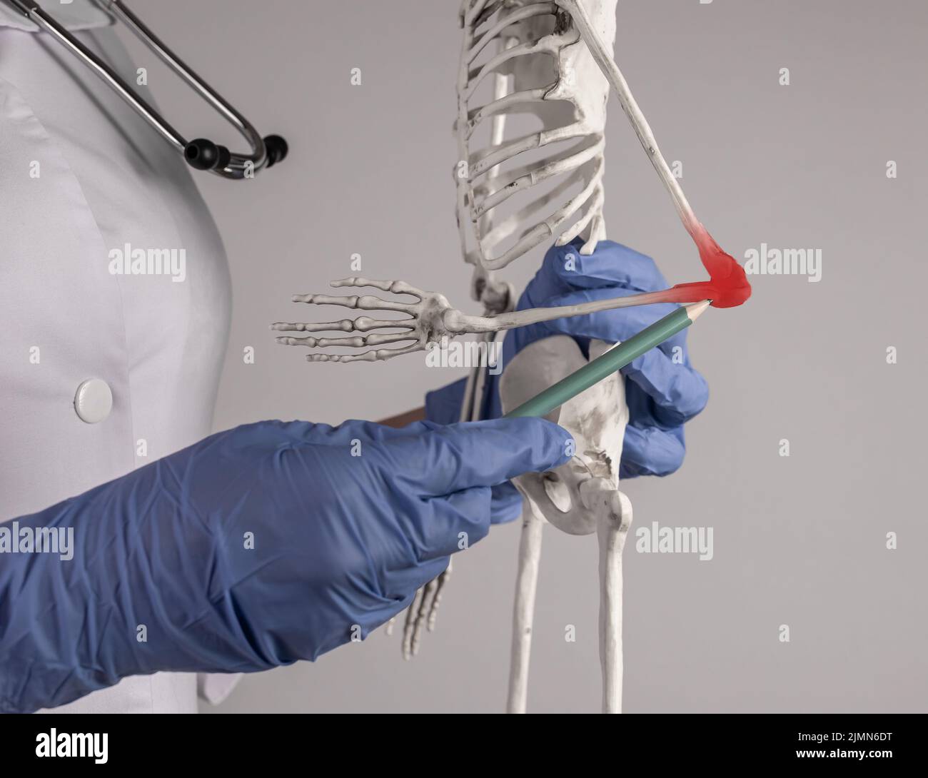 Doctor hand pointing to skeleton elbow with red point. Skeletal system ...