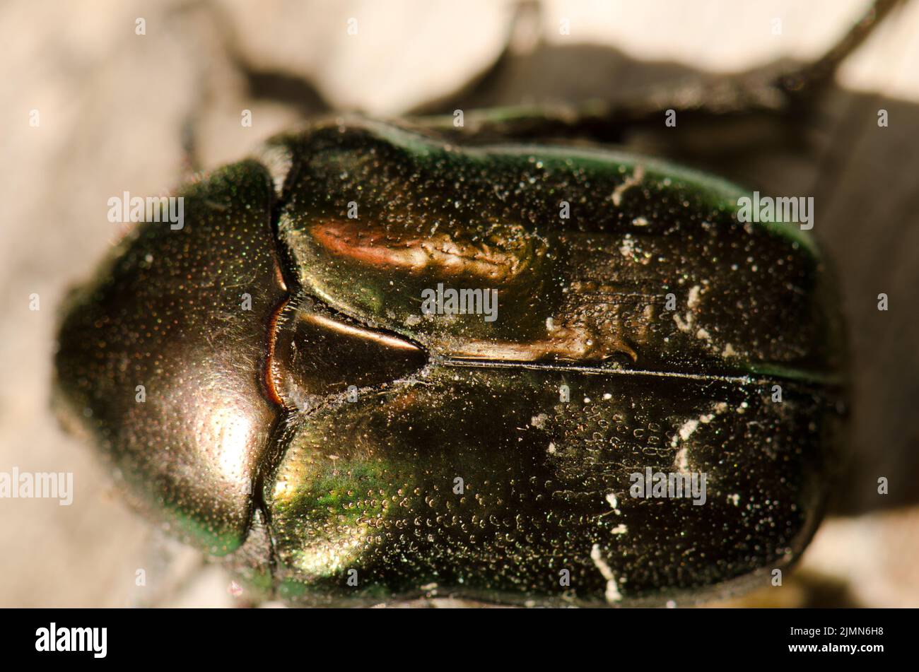 Dorsal view of a copper chafer Protaetia cuprea showing the pronotum ...