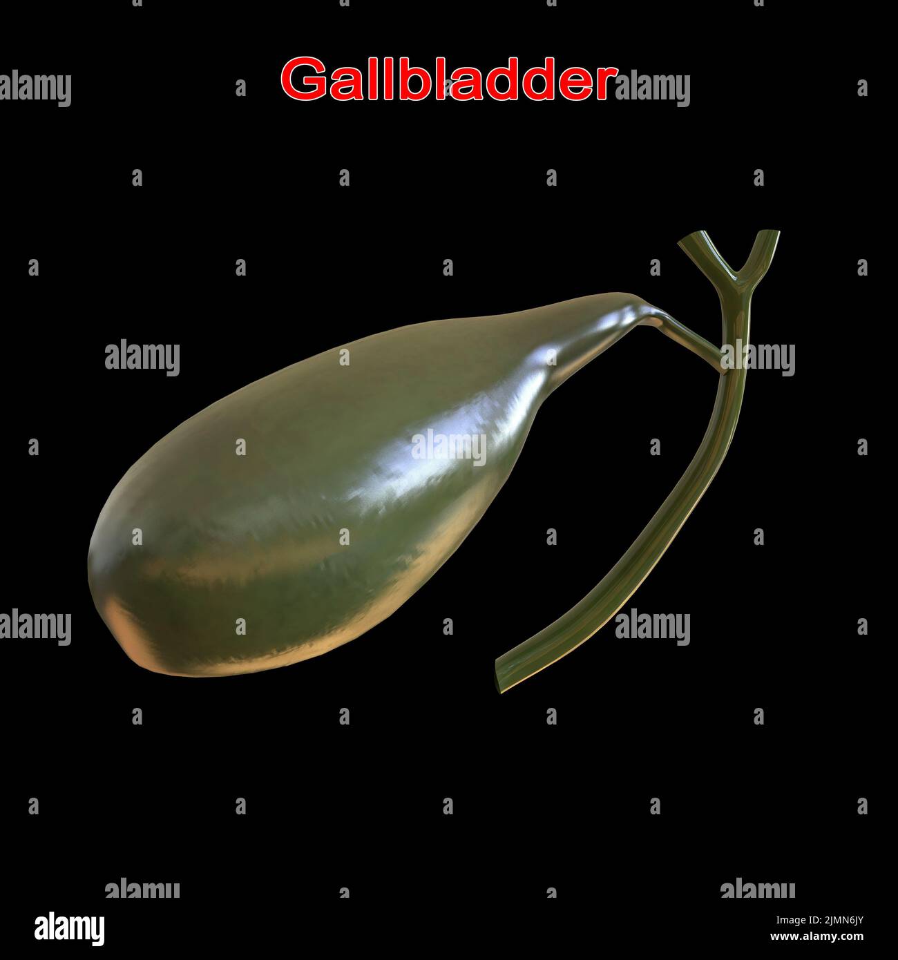 Gall Bladder Human Digestive System Anatomy For Medical Concept 3D ...