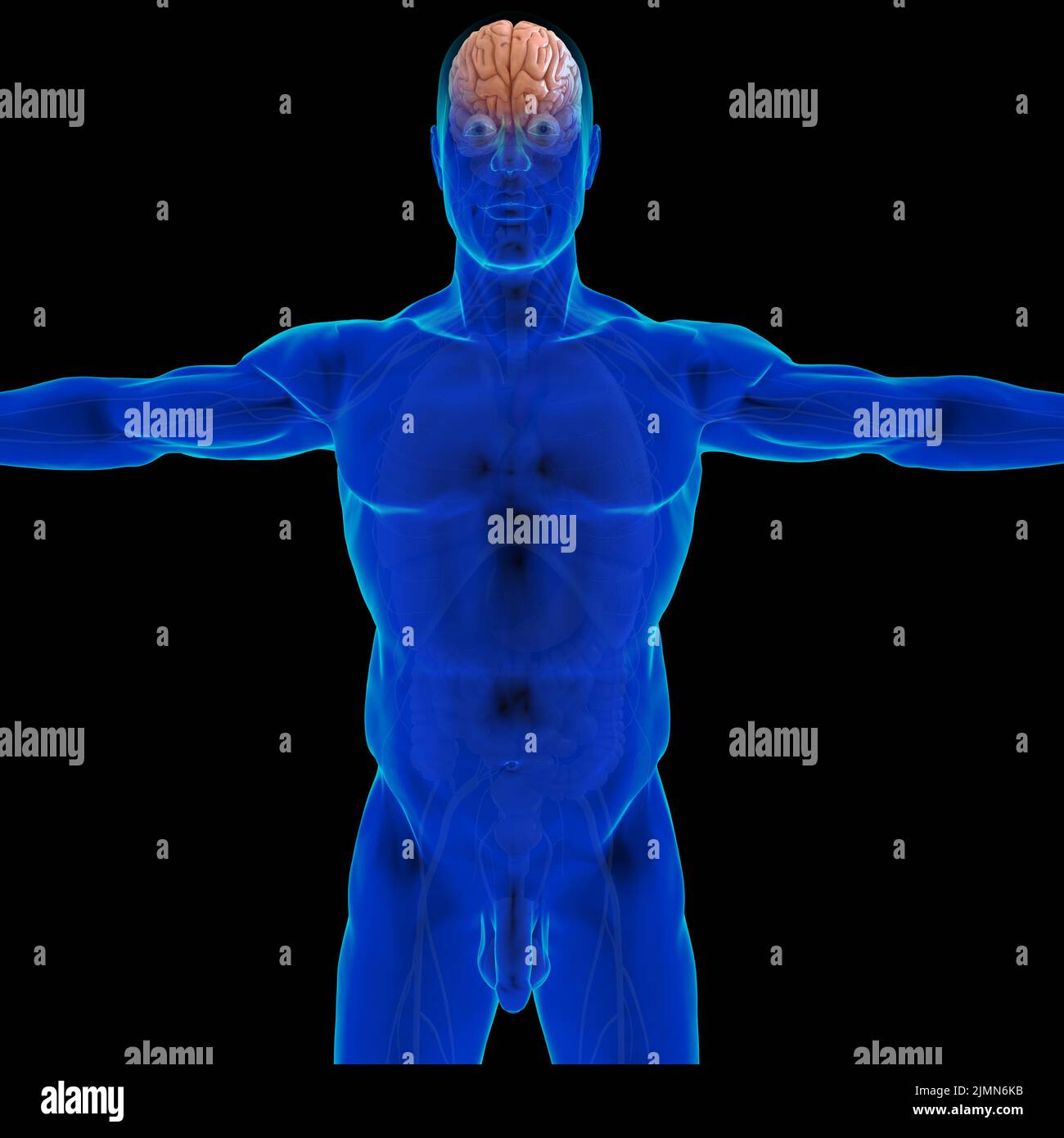 Human Brain Anatomy For Medical Concept 3D Illustration Stock Photo - Alamy