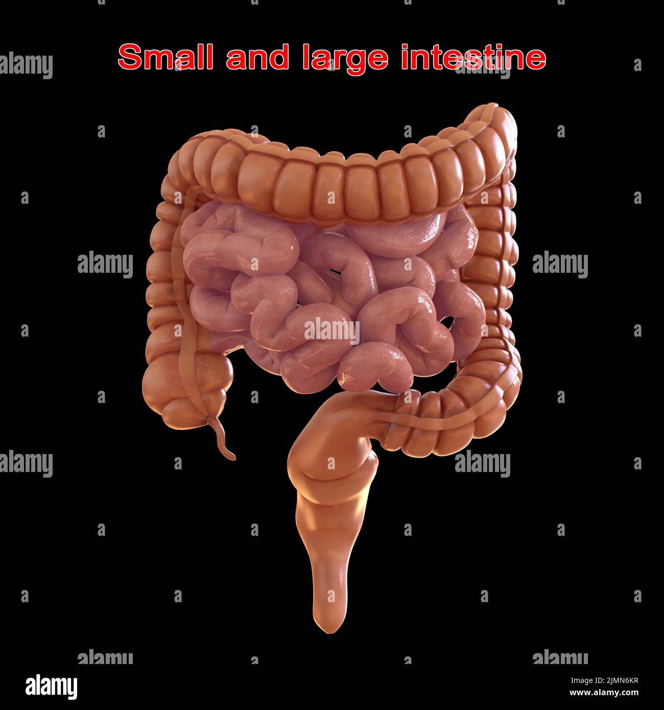 Large and small Intestine 3D Illustration Human Digestive System ...
