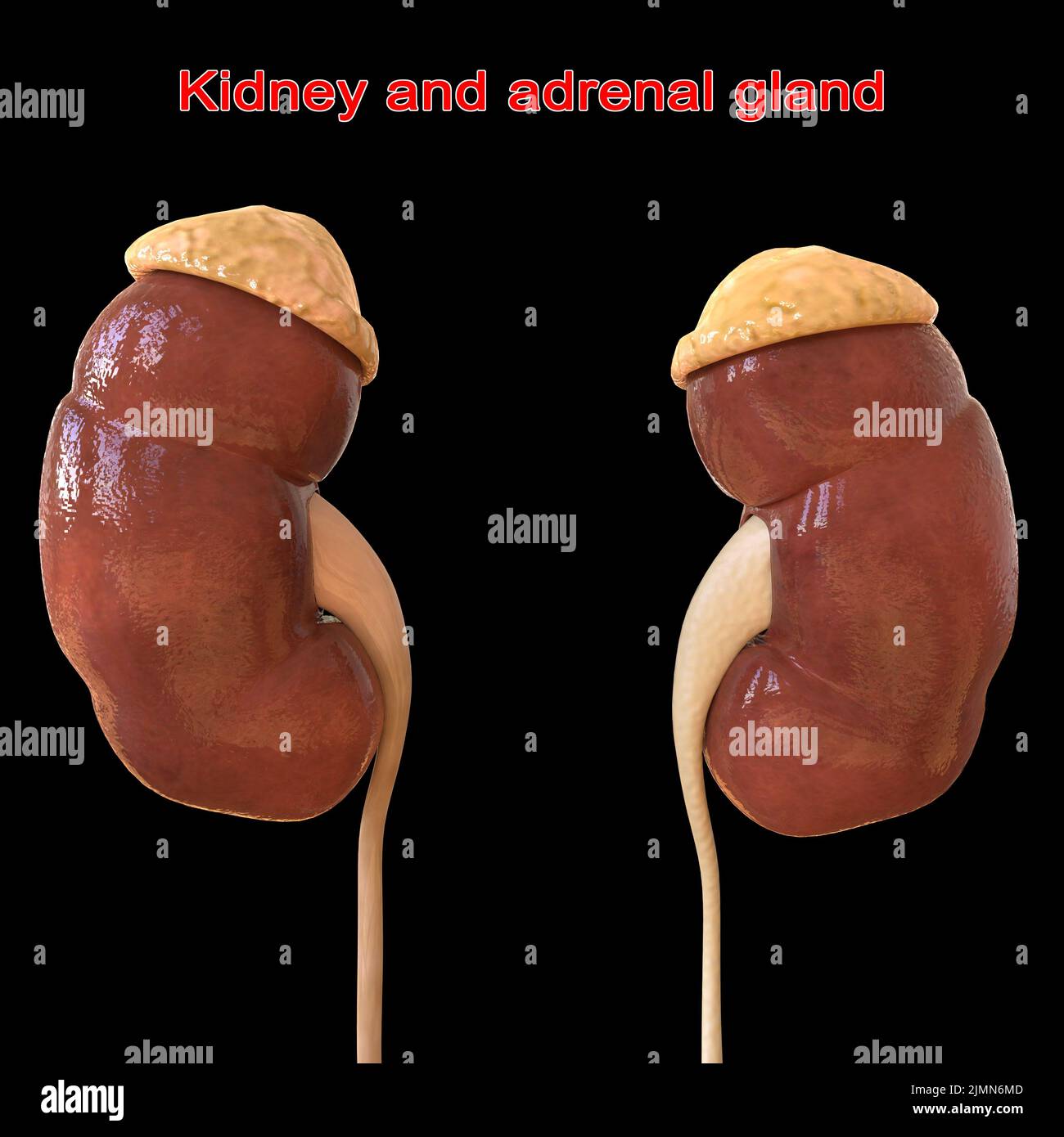 Human kidney Anatomy For Medical Concept 3D Illustration Stock Photo ...