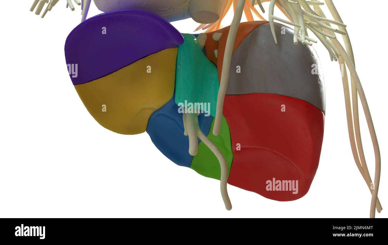 liver sections Human Digestive System Anatomy For Medical Concept 3D ...