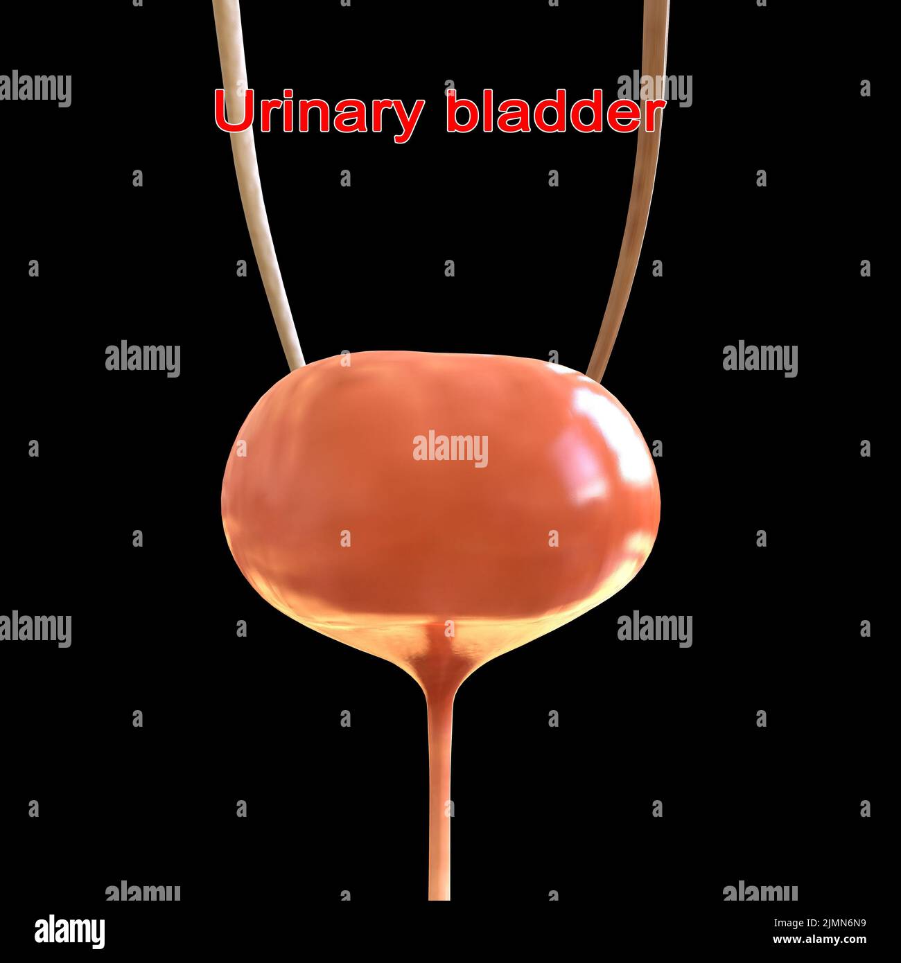 Human Urinary System Bladder Anatomy For Medical Concept 3D Illustration Stock Photo - Alamy