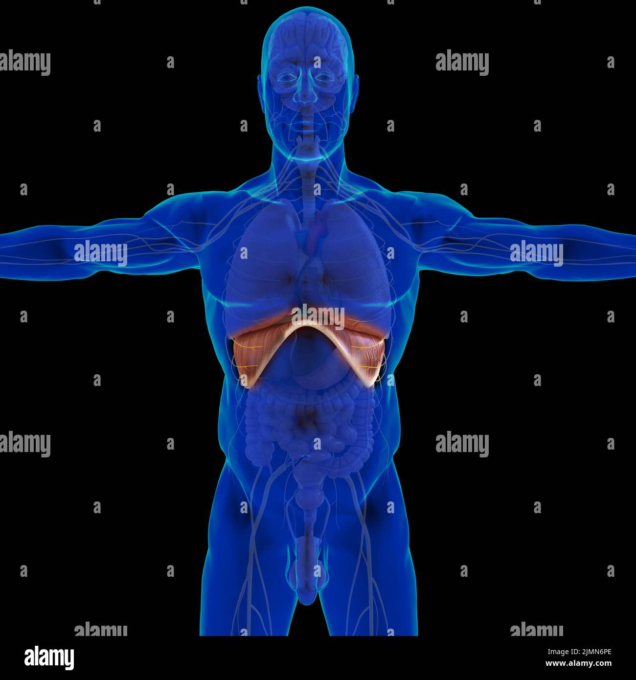 Diaphragm Human Respiratory System Anatomy For Medical Concept 3D ...