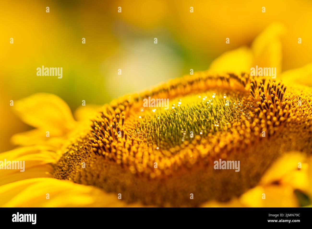Closeup on oblique angle view of the center of a sunflower in a field ...