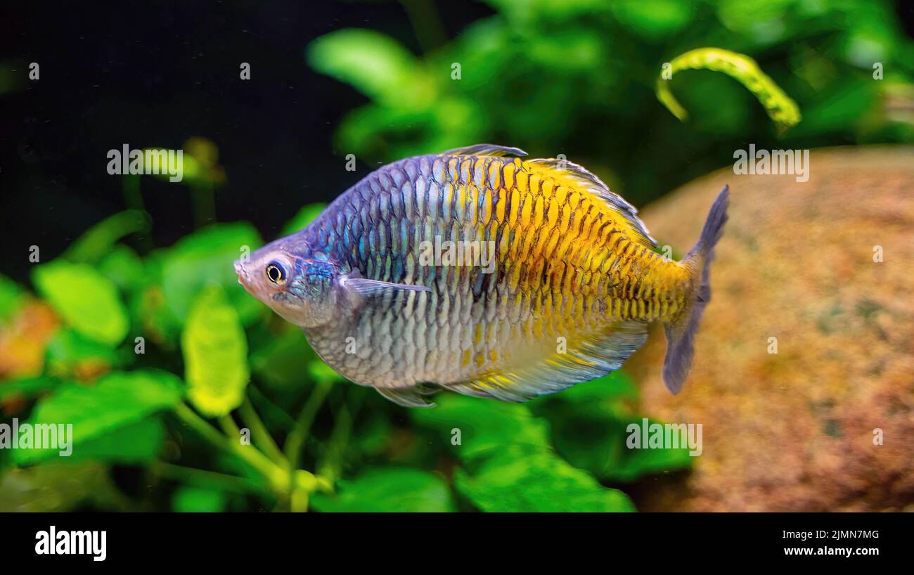 Boeseman rainbow fish aka Melanotaenia boesemani swimming underwater ...