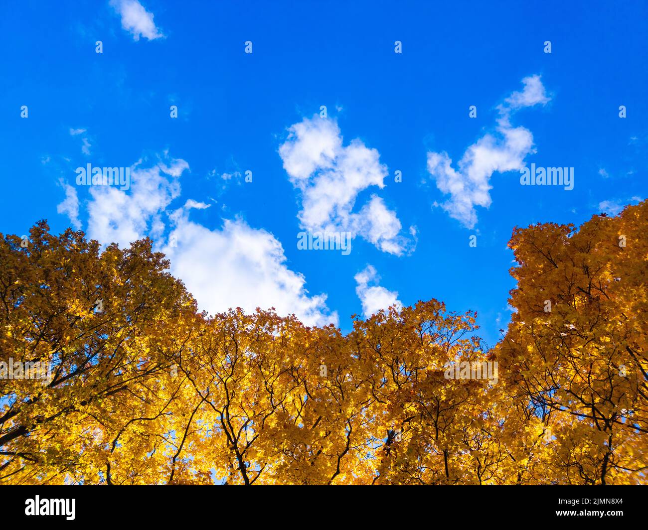 yellow maple trees on clear blue sky background Stock Photo - Alamy