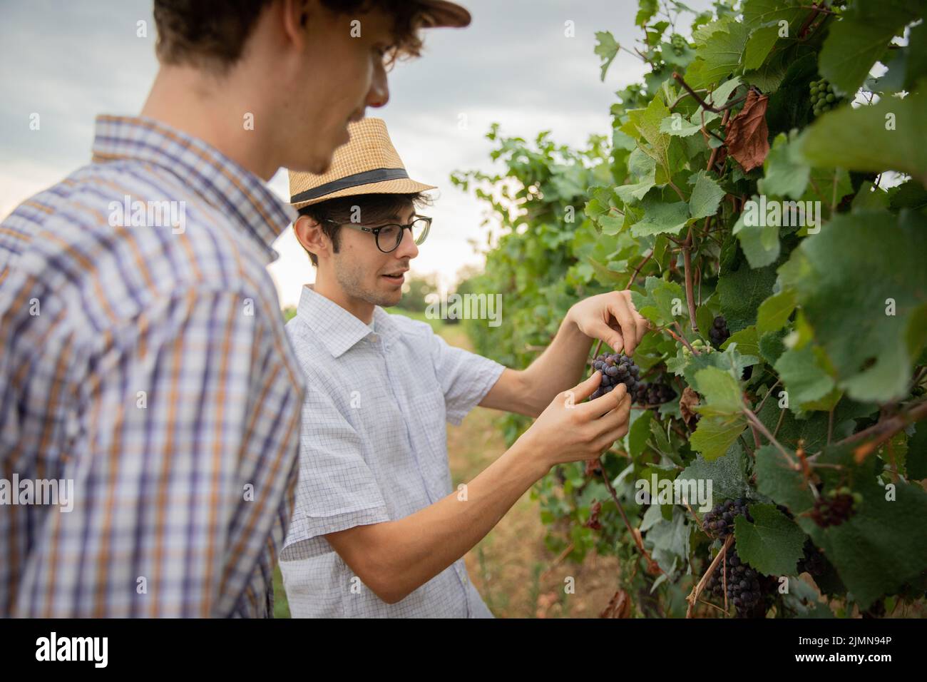 Ttwo farmers pick grapes in the vineyard, grape harvest and wine ...