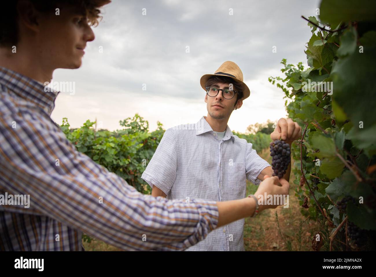 two colleagues pick grapes in the vineyard to make wine in italy Stock Photo - Alamy