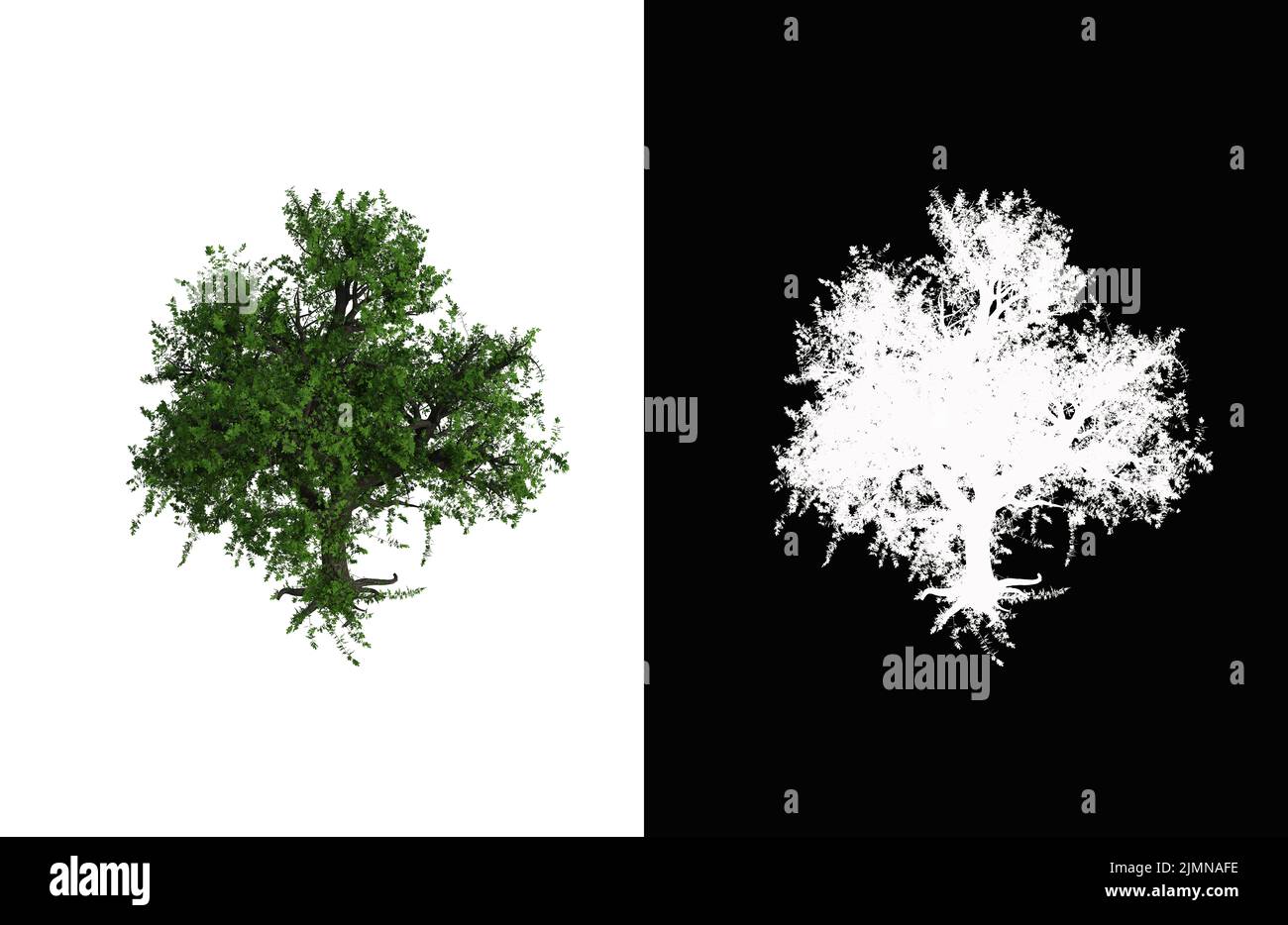 Tree alpha mask hi-res stock photography and images - Alamy