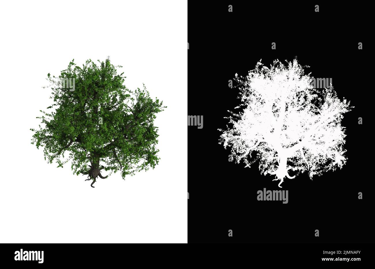 Tree alpha mask hi-res stock photography and images - Alamy