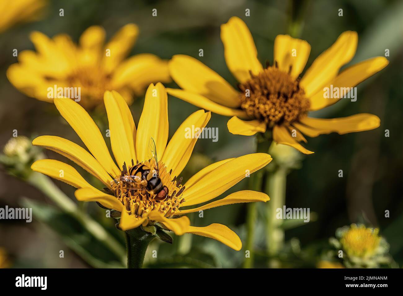 Hover fly - Possibly the transverse flower fly (Eristalis transversa ...