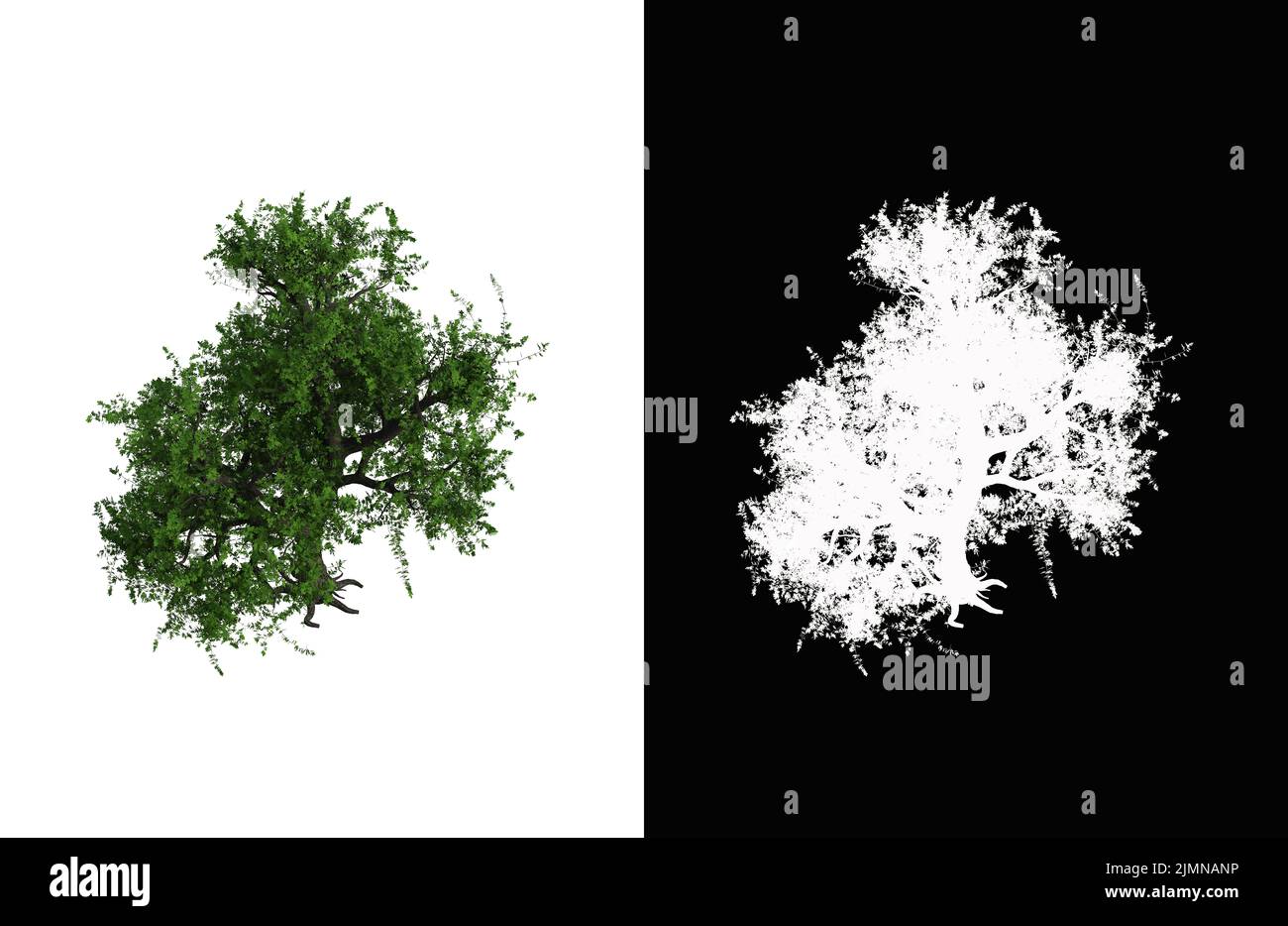 Tree alpha mask hi-res stock photography and images - Alamy