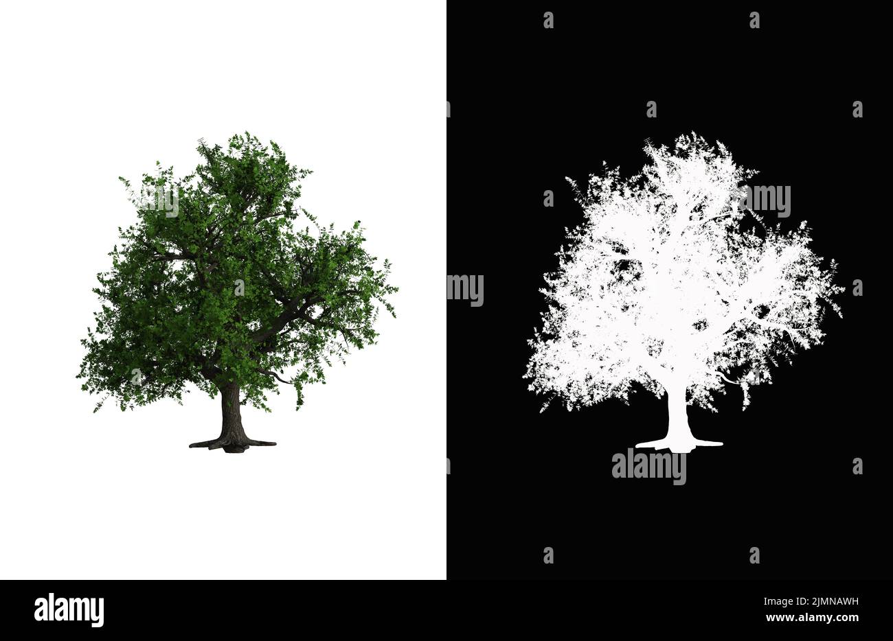 Tree alpha mask hi-res stock photography and images - Alamy