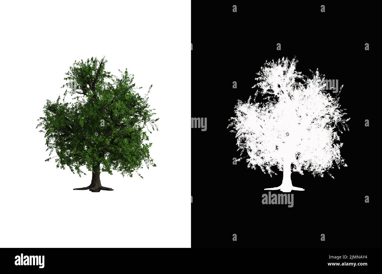 Tree alpha mask hi-res stock photography and images - Alamy