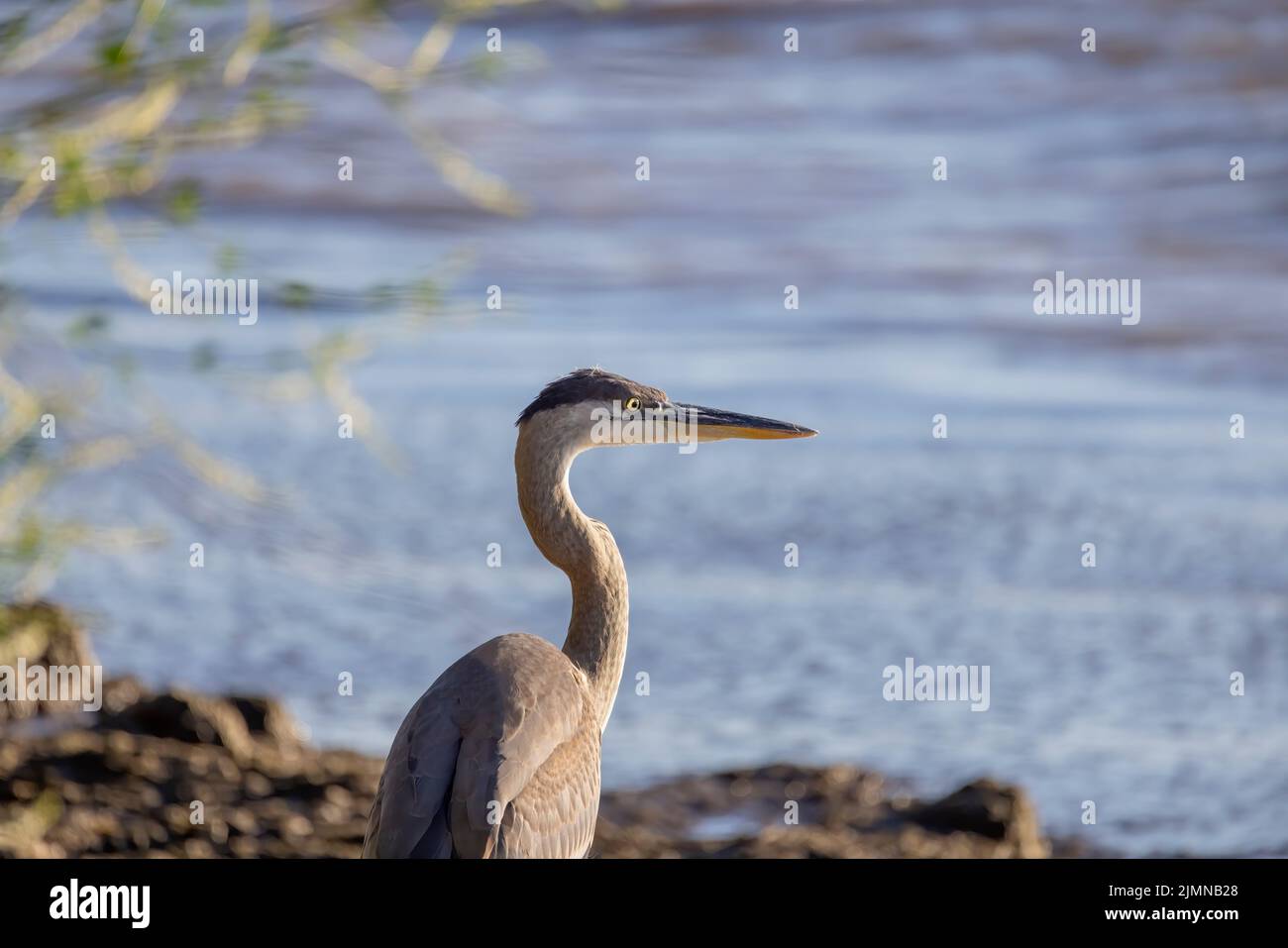 Great Blue Heron (Ardea herodias) is the largest American heron hunting ...