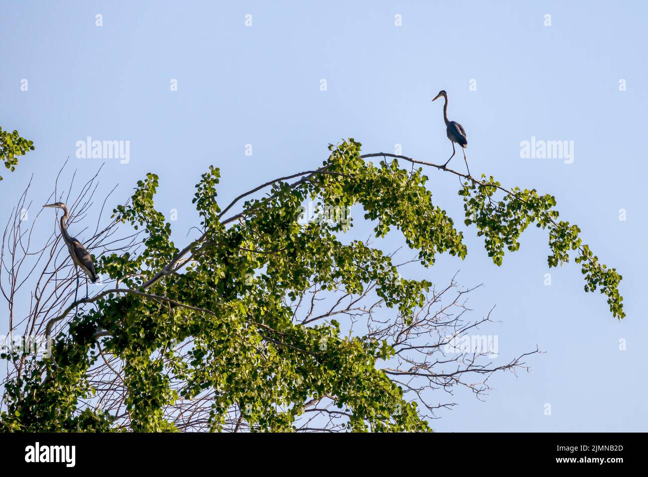 Great Blue Heron (Ardea herodias) is the largest American heron hunting ...