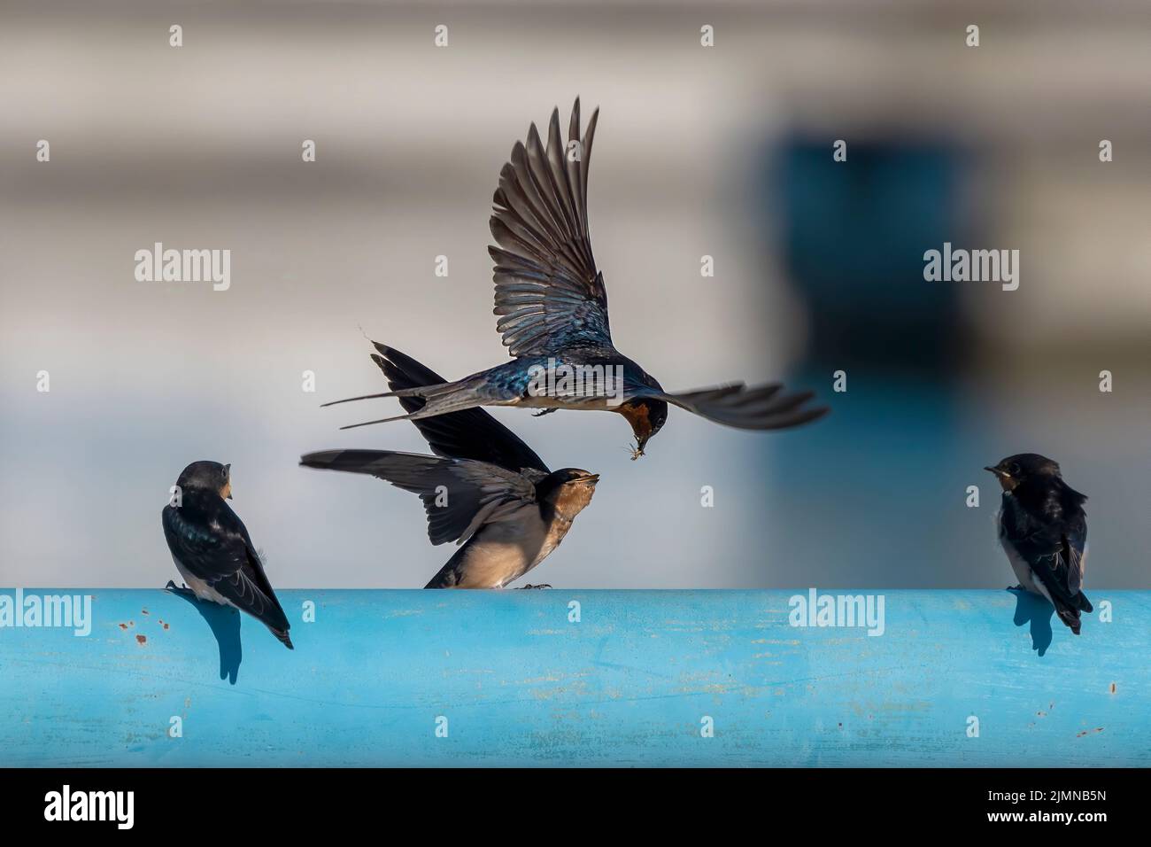 Beautiful barn swallow on hi-res stock photography and images - Alamy