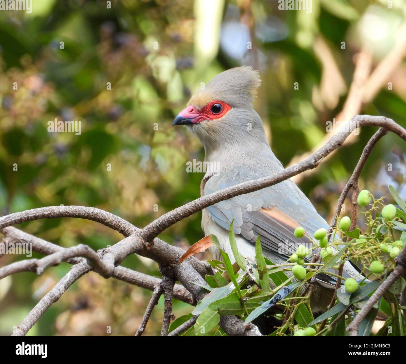 Red-faced mousebird isolated in a tree in an urban garden in Gauteng ...
