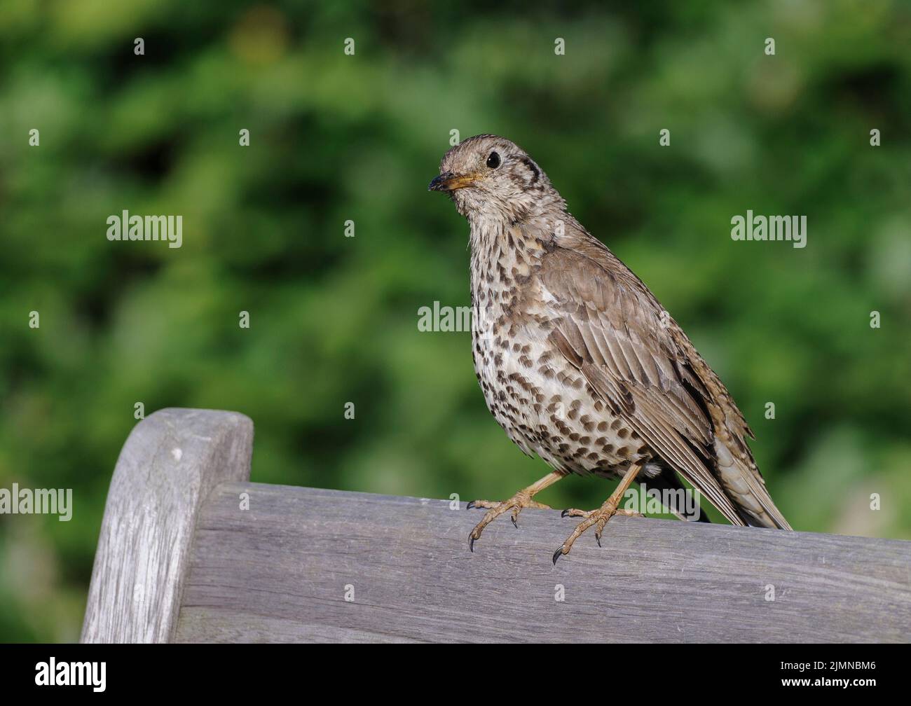 Beautiful garden in england domestic hi-res stock photography and ...