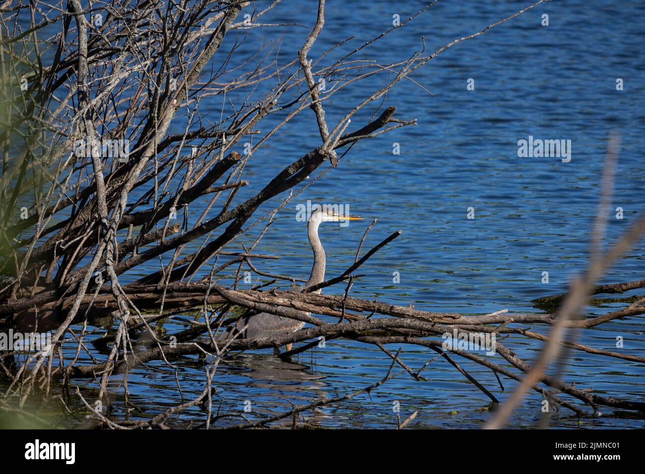 Great Blue Heron (Ardea herodias) is the largest American heron hunting ...