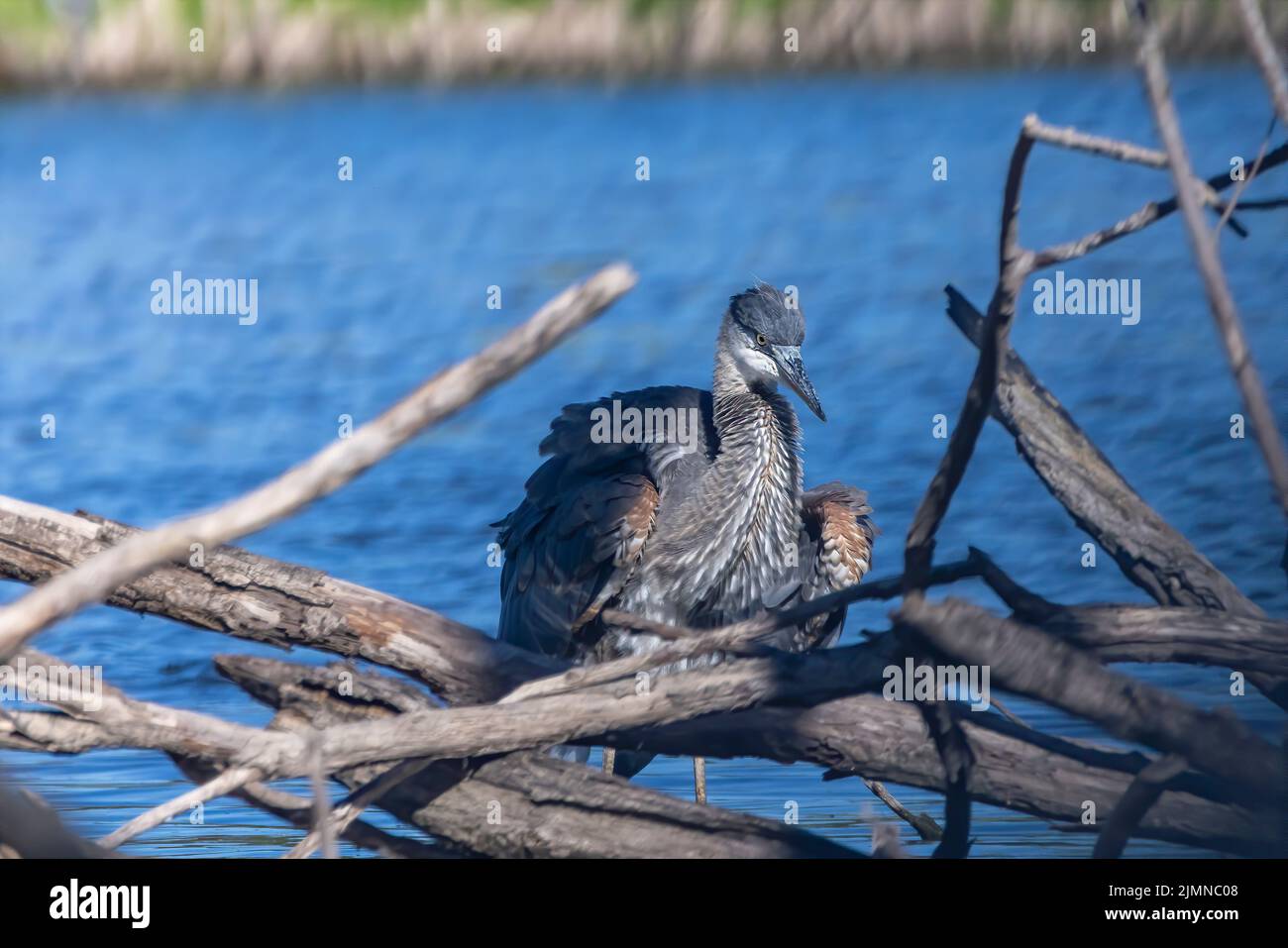 Great Blue Heron (Ardea herodias) is the largest American heron hunting ...