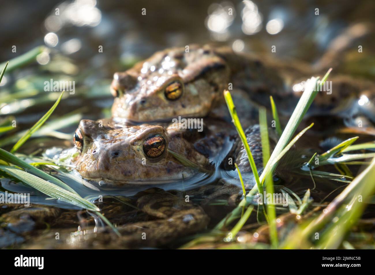 Marsh toads hi-res stock photography and images - Alamy