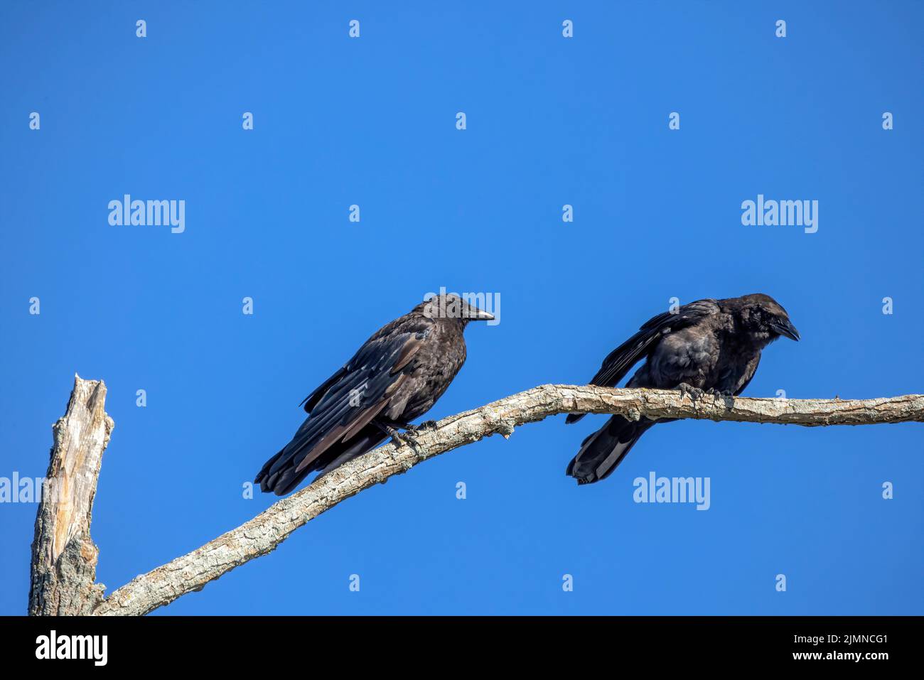 The American crow (Corvus brachyrhynchos) sitting on top of a tree ...