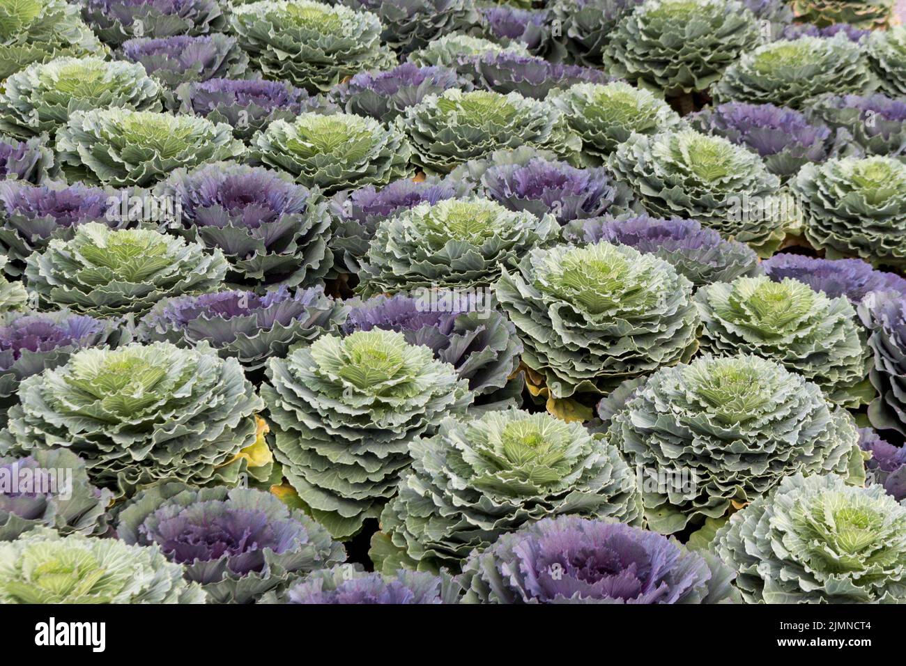 Decorative cabbage. Brassica oleracea acephala. Biennial plant with ...