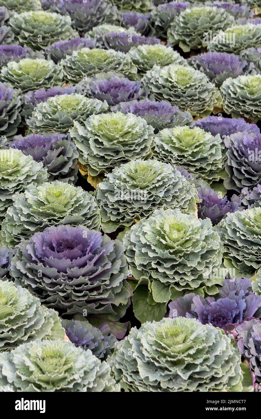 Decorative cabbage. Brassica oleracea acephala. Biennial plant with ...
