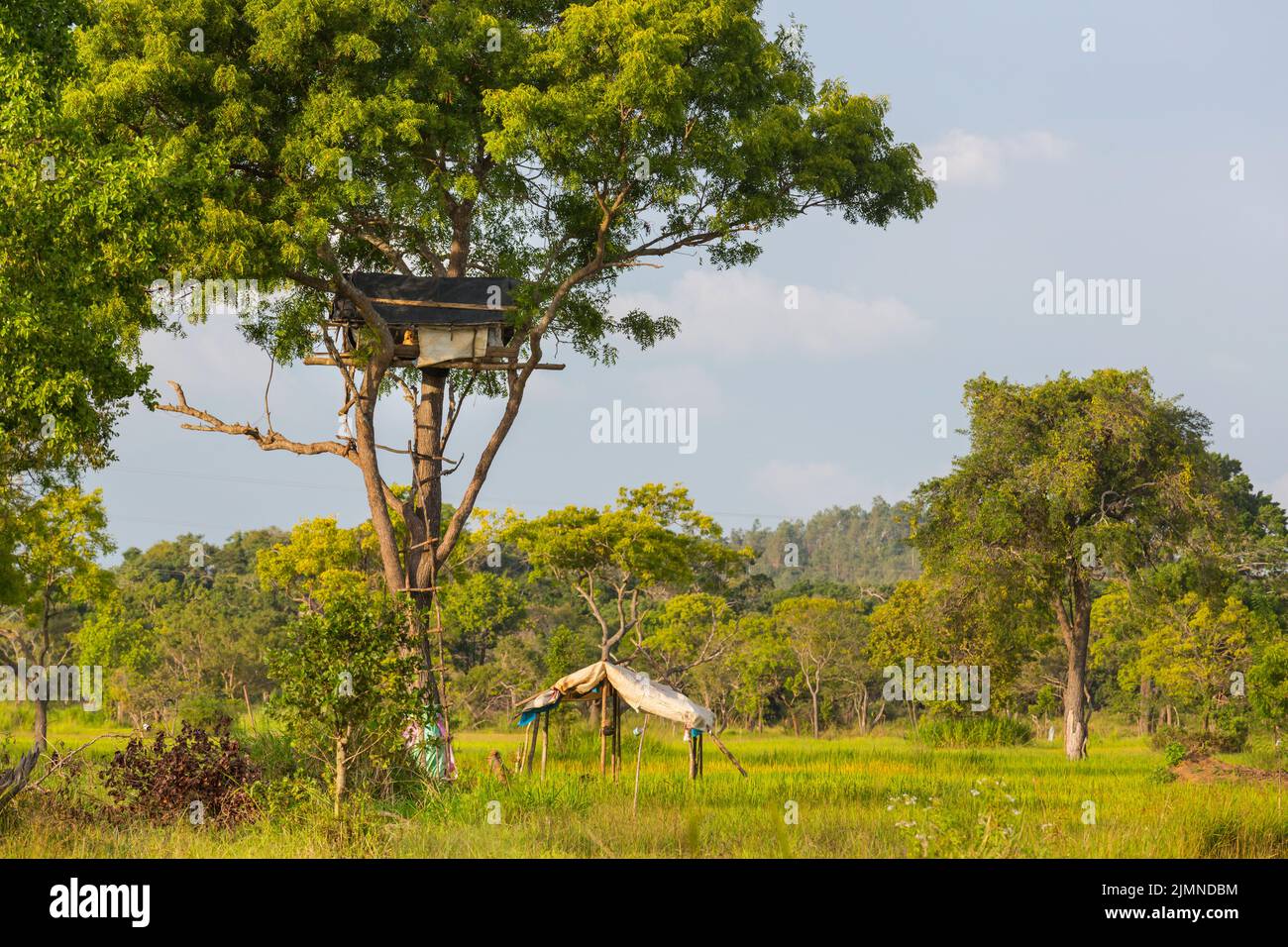 Hut on tree Stock Photo - Alamy