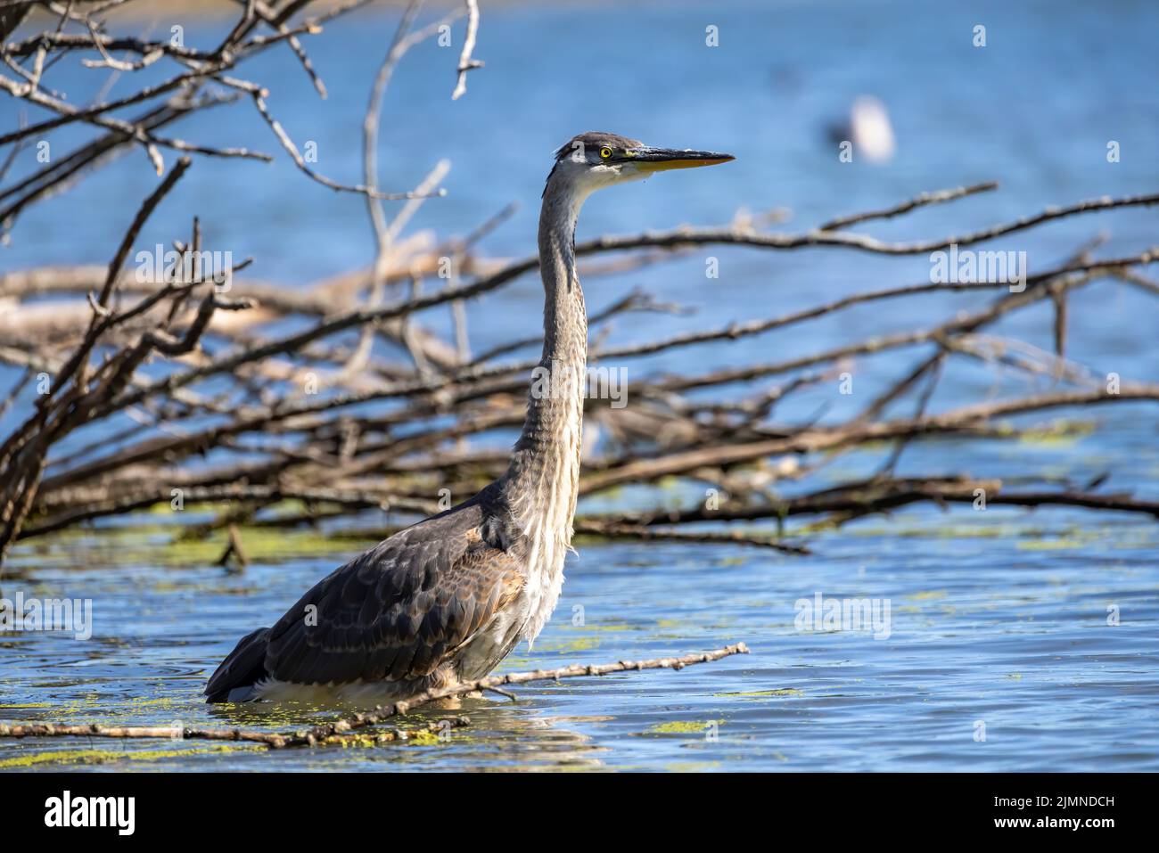 Great Blue Heron (Ardea herodias) is the largest American heron hunting ...