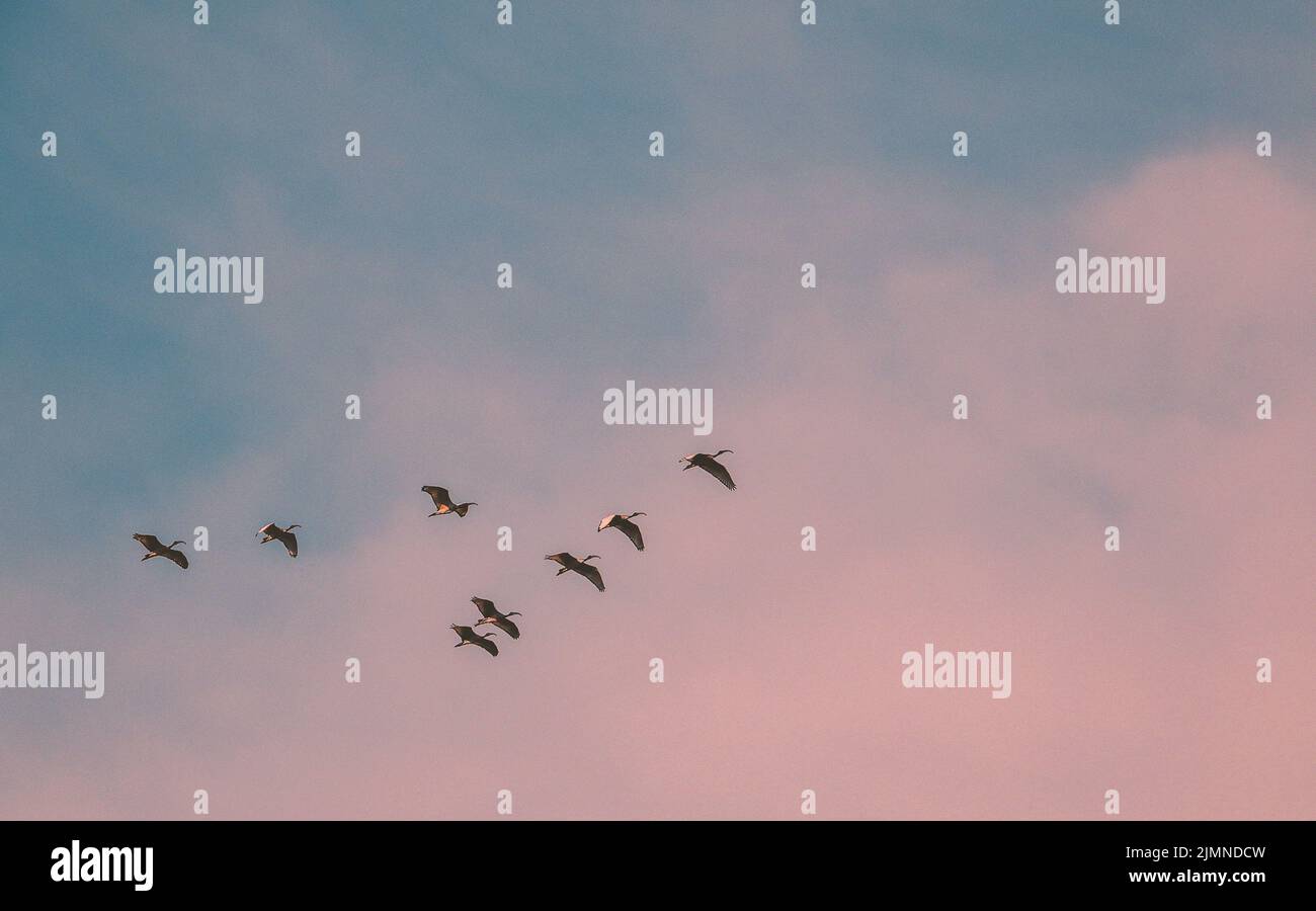 Sacred ibis flock flying in v-formation Stock Photo - Alamy