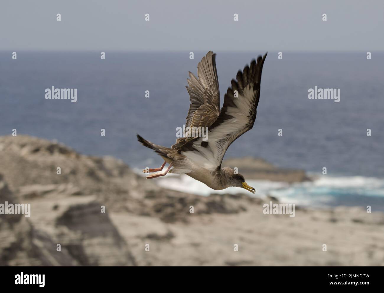 Species atlantic shearwater hi-res stock photography and images - Alamy