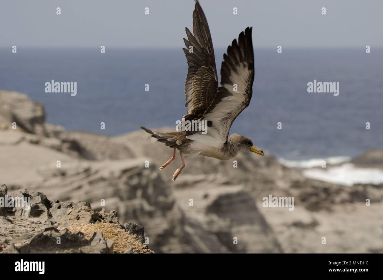 Juvenile cory's shearwater Calonectris borealis taking flight. Gran ...