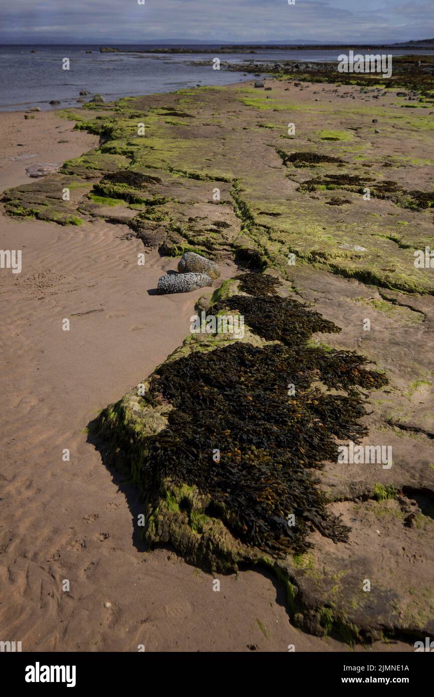 Uk moss ecosystem hi-res stock photography and images - Alamy