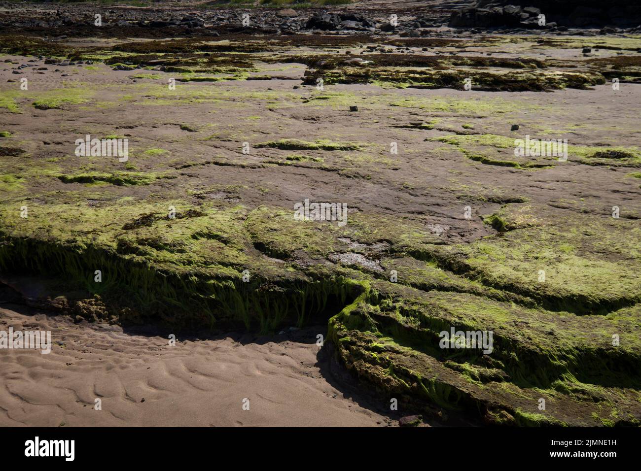 Uk moss ecosystem hi-res stock photography and images - Alamy