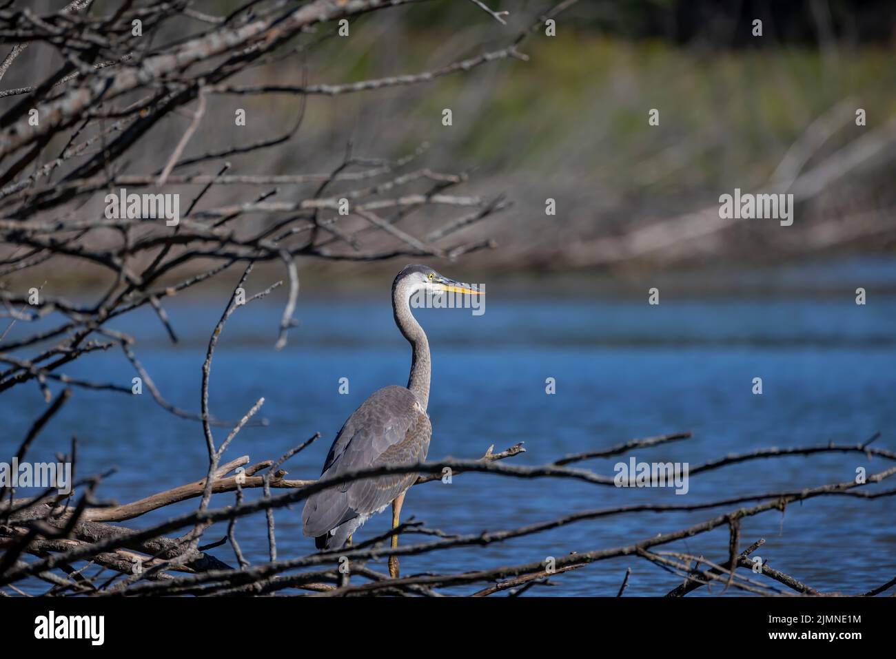 Great Blue Heron (Ardea herodias) is the largest American heron hunting ...